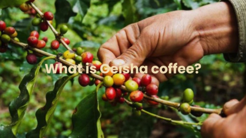 Geisha Most Expensive Coffee In The World - Soji Coffee Roasters